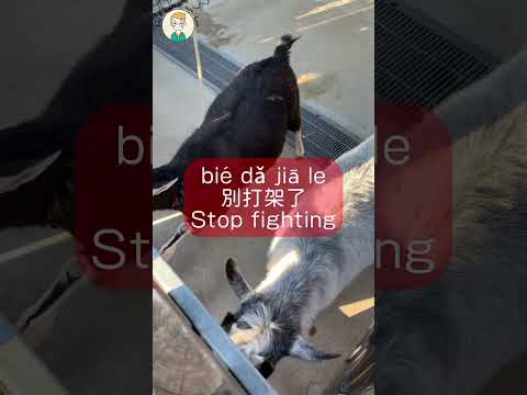 How to say "stop fighting" in Chinese #chineselanguage #chineseculture #education #中文 #普通话 #fyp