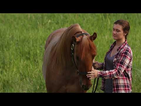 Nutrena Topline Balance. Nutrena Horse Feeds. What's Inside Count