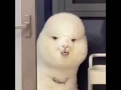 Llama vs McDonalds
