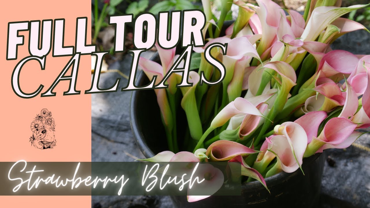 FULL TOUR: 'STRAWBERRY BLUSH' CALLA LILIES