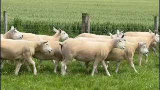 Sheep for Sale & Wanted | Border Livestock Exchange