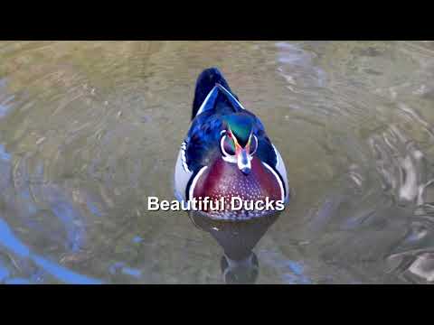Two Beautiful Species of Waterfowl- Wood Duck and Mallard. Wildlife observation