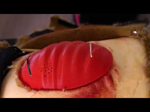 Veterinary Simulation Lab: Robo Jerry