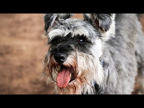 Miniature Schnauzer Communication Understanding Their Canine Language