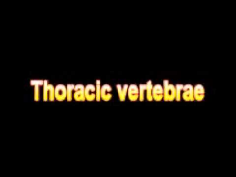 What Is The Definition Of Thoracic vertebrae