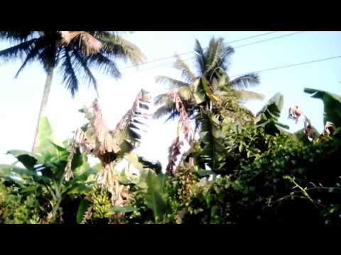 The Banana Plantation