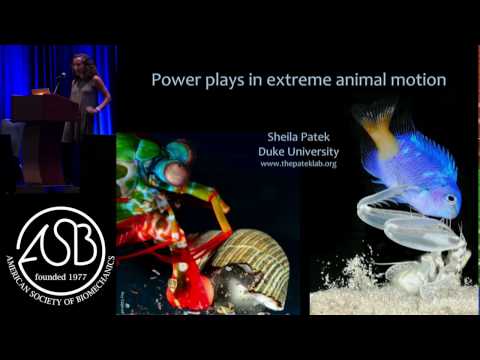 Patek - Power plays in extreme animal motion