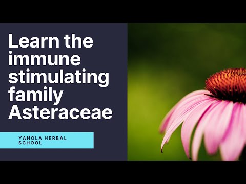 LEARN THE IMMUNE STIMULATING FAMILY ASTERACEAE