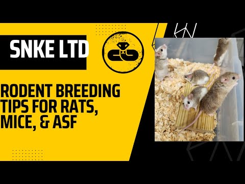 EVERYTHING YOU NEED TO KNOW ABOUT BREEDING RODENTS FOR BALL PYTHON FOOD. RATS, MICE, ASF!