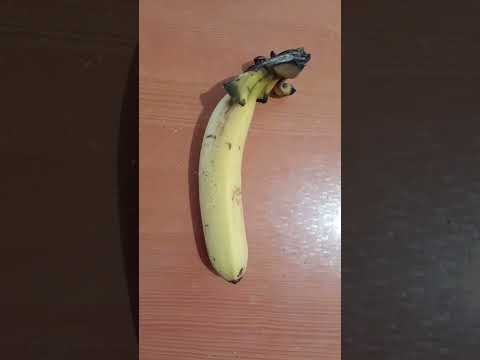 My Banana Work of Art