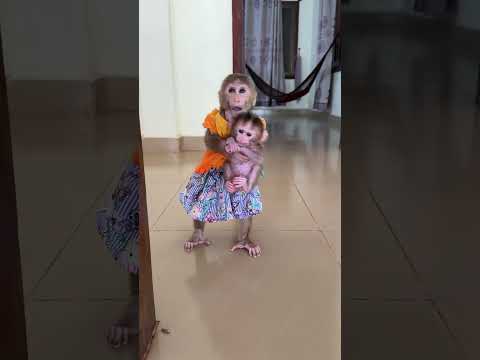 Well Done All Baby Monkey Today
