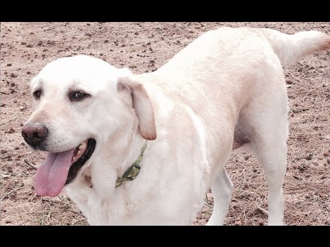 The Raw Dog Story