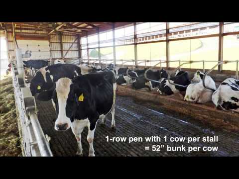 What the cows are telling us about their transition needs