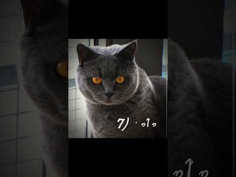 Top 10 cat names! #shorts #animals #pets #petlove #youtubeshorts #cats #cute