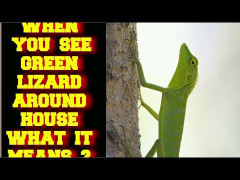 WHEN YOU SEE A GREEN LIZARD AROUND YOUR HOUSE WHAT DOES IT MEAN ?