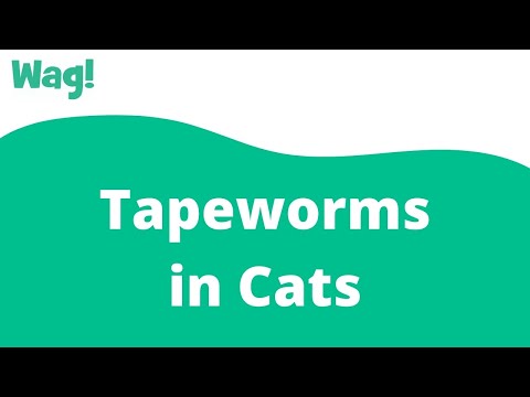 Tapeworms in Cats | Wag!
