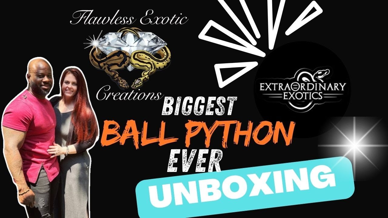 Flawless Unboxing BIGGEST ball python EVER #biggestballpython #bigsnake #ballpython
