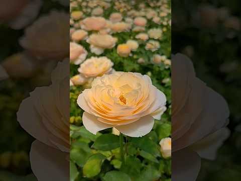 Beautiful yellow rose plants // rose flowers garden (18/9)