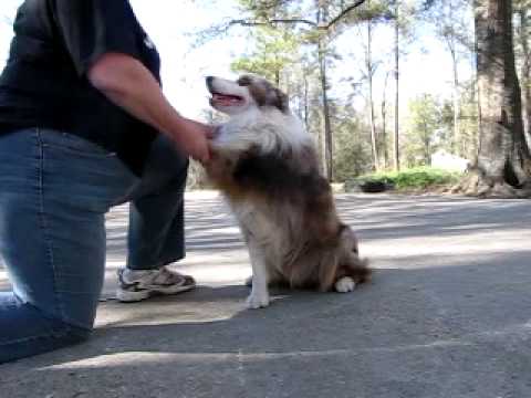 How to Teach your Dog Tricks-Australian Shepherd