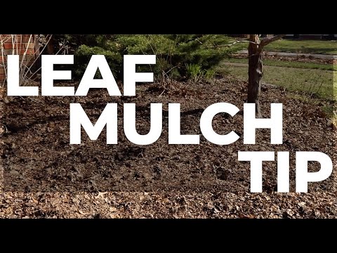 🍂 Leaf Mulch Tip 🍂 Using Fall Leaves for Free Mulch in the Garden #fallgardening #gardentips