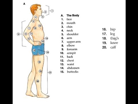 The Human Body