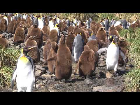 Part of a large King Penguin rookery amongst Tussac grass - Salisbury Plain, South Georgia