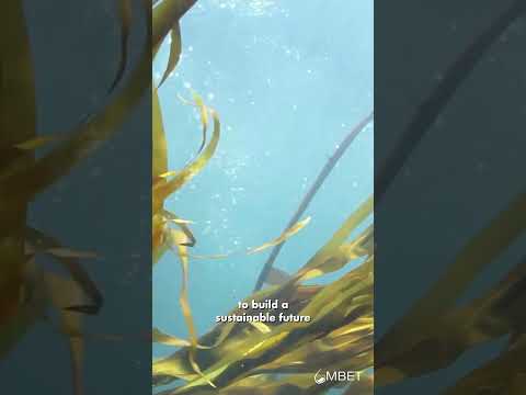MBET - Kelp The Fastest Growing Organism on Earth