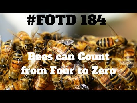 Bees can count, new research | Dear Kitty. Some blog