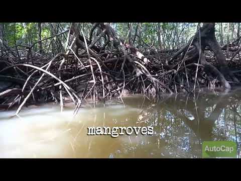 How to say mangroves?