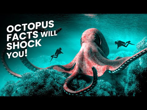 These Octopus Facts Will Blow Your Mind!