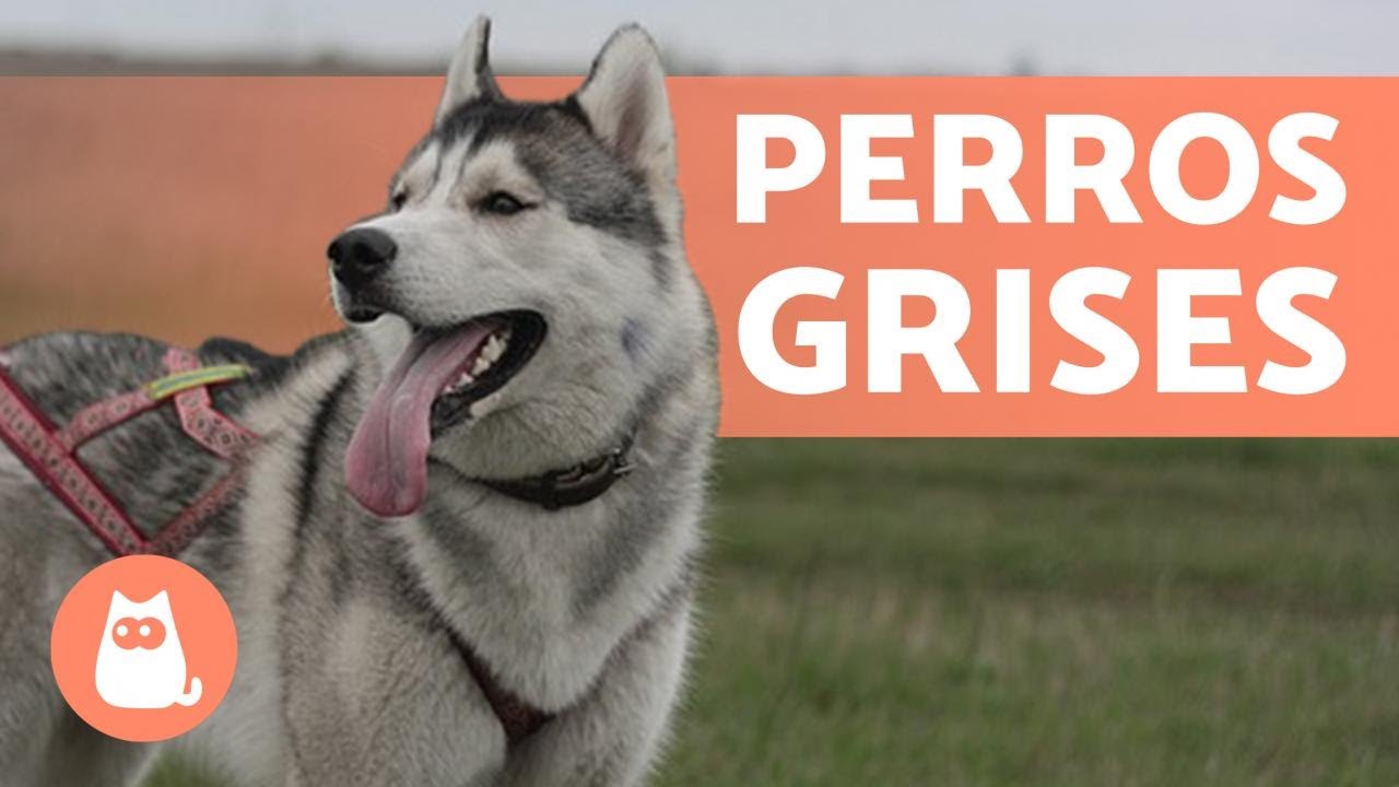 10 GREY DOG BREEDS 😍 Which is your FAVORITE?