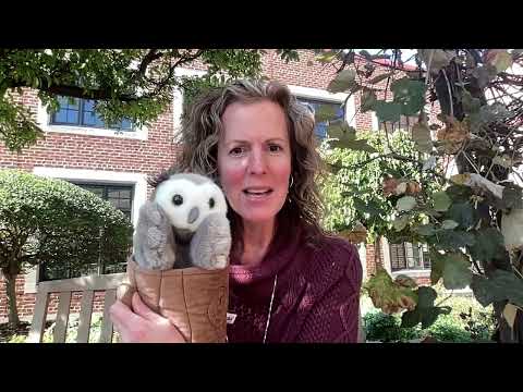 Wise Old Owl