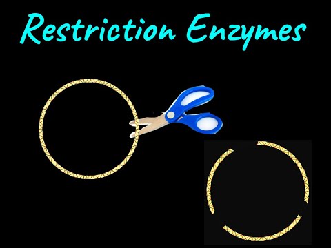 Restriction Enzymes | Biotechnology Principles and Processes | Class XII | Biology | Khan Academy