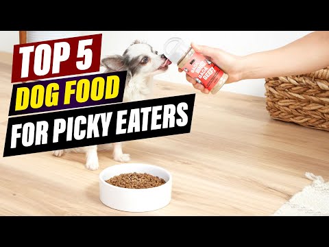 The Best Dog Food for Picky Eaters