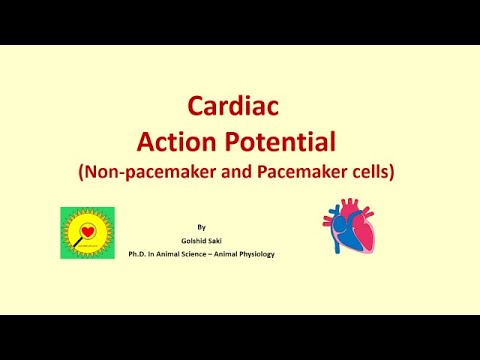 Cardiac action potential in non-pacemaker and pacemaker cells