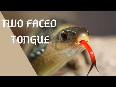 NATIVE language VS ENGLISH | Reasons to LEARN a new language | SAY THANK YOU