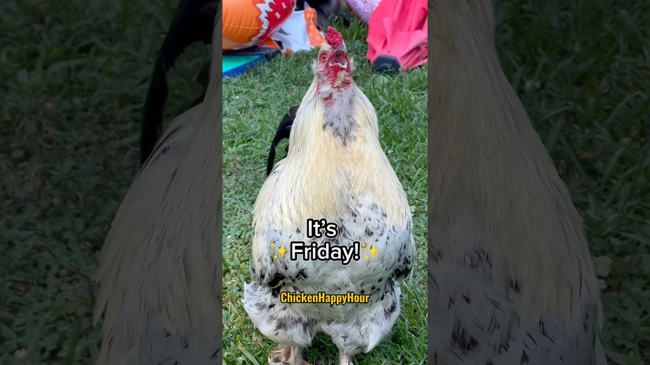 🥳#happyfriday 🎉 #friday #weekend #memes #chicken #rooster #chickenhappyhour
