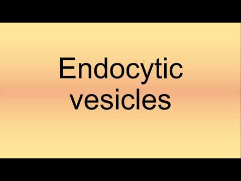 Endocytic Vesicles Pronunciation | How to Say | How to Pronounce