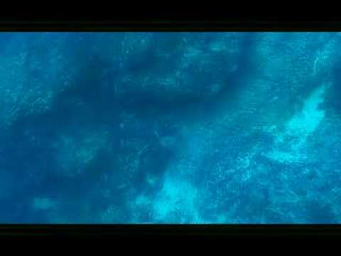 Blue Water Spearfishing with Hawaiian slings! Large Pargos and more