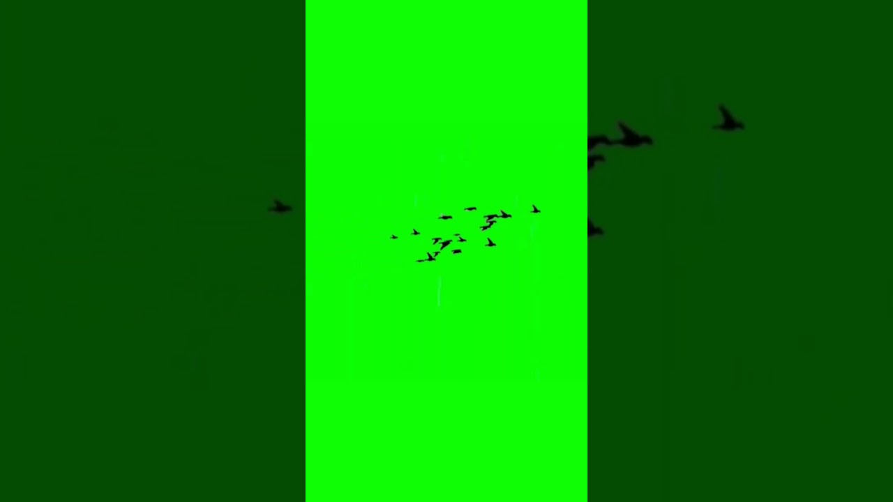 Bird Flying Green Screen  : shorts  #moon #edit   #automobile #astronomy #fishing #animation