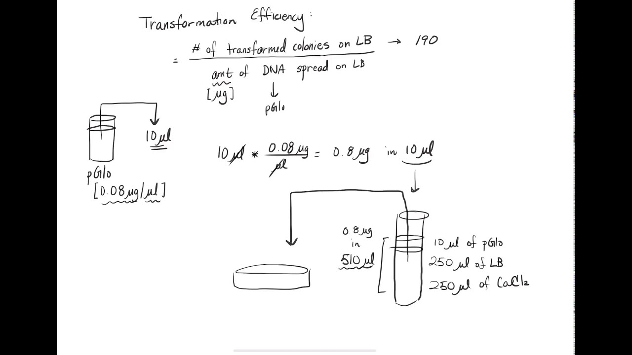 AP Biology Transformation Efficiency Calculations