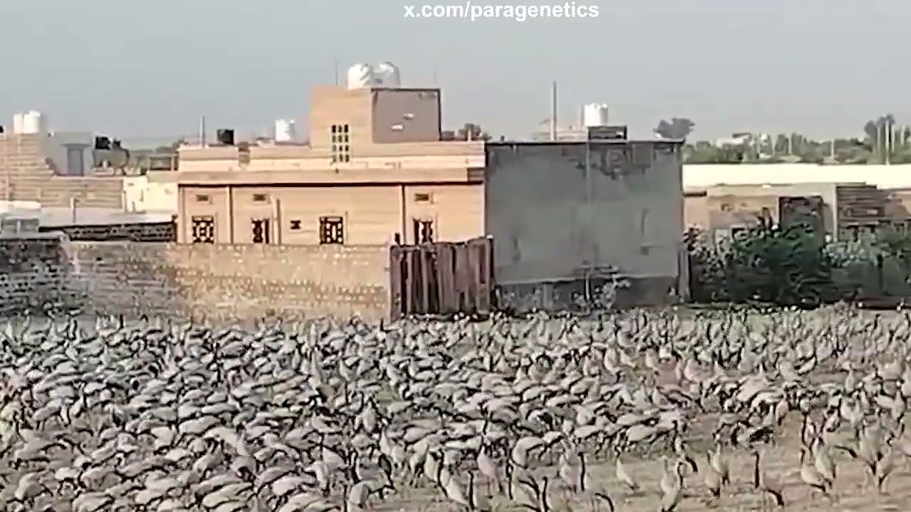 After Crossing Siberia And Himalayas, 1000s Of Demoiselle Cranes Arrive ...