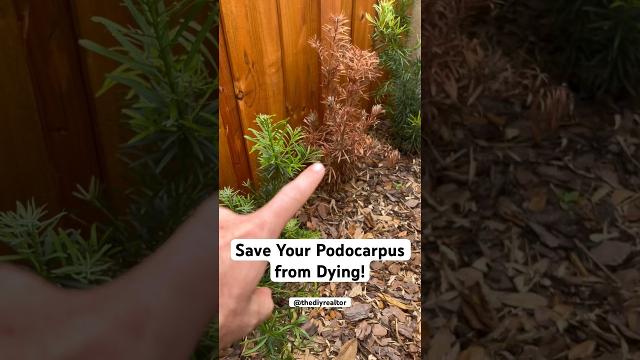 How to Save Podocarpus from Browning and Dying | DIY Shrub Care  | Lawn and Landscape Tips