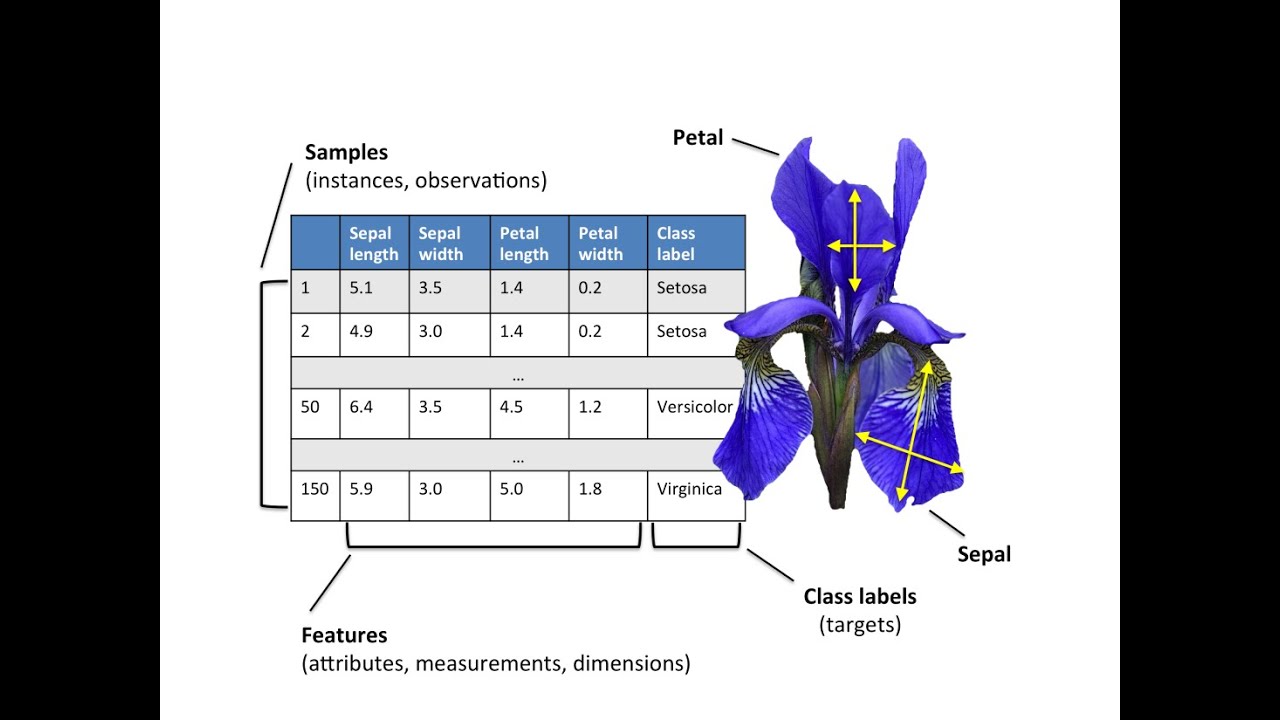 iris Flower Classification using 3 Machine Learning Algorithms
