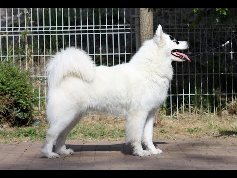 Yakutian laika Almazy Anabara Gemma Galaxy