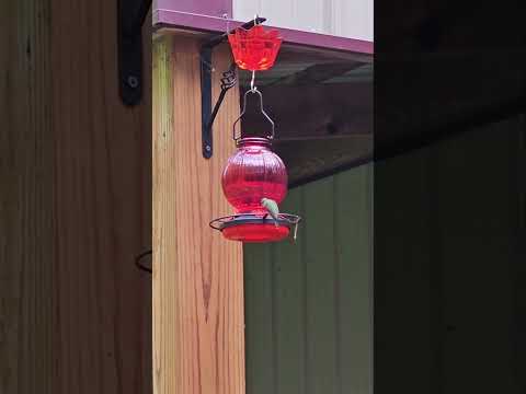 Watch This Hummingbird Find Its Favorite Snack!