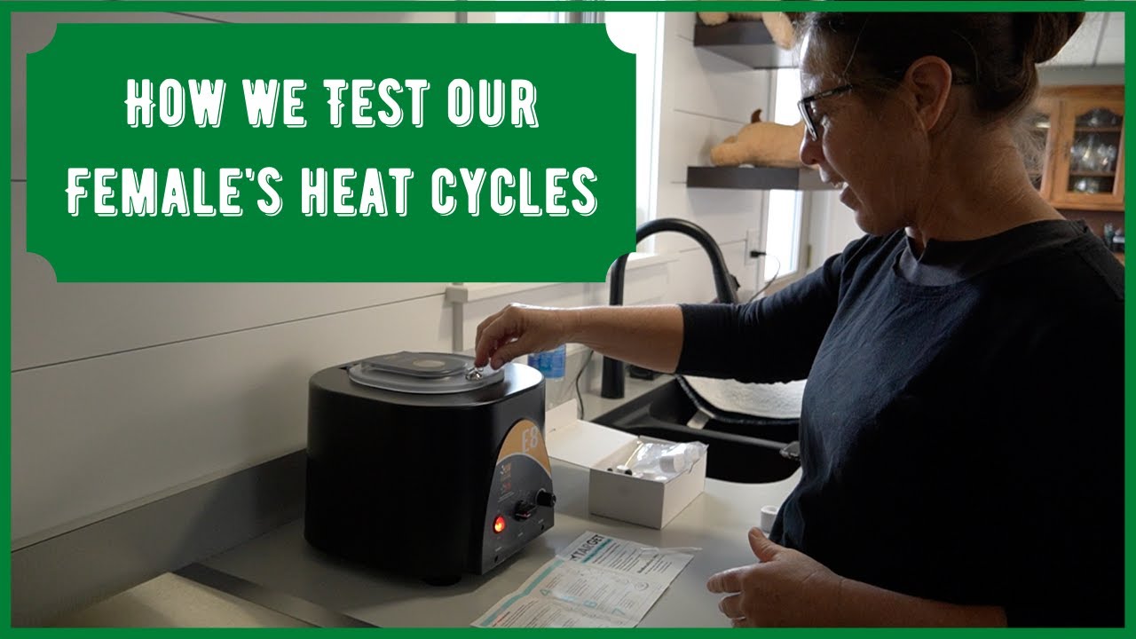 How We Test Our Dog's Heat Cycles