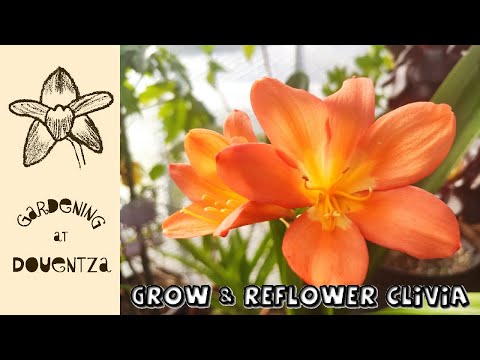How to Grow and Reflower the Clivia || Quick & Easy Guide