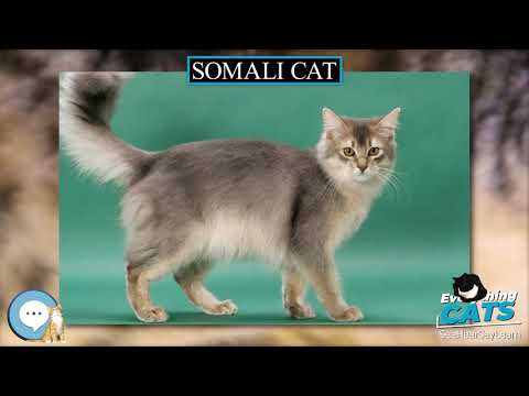 Somali cat 🐱🦁🐯 EVERYTHING CATS 🐯🦁🐱
