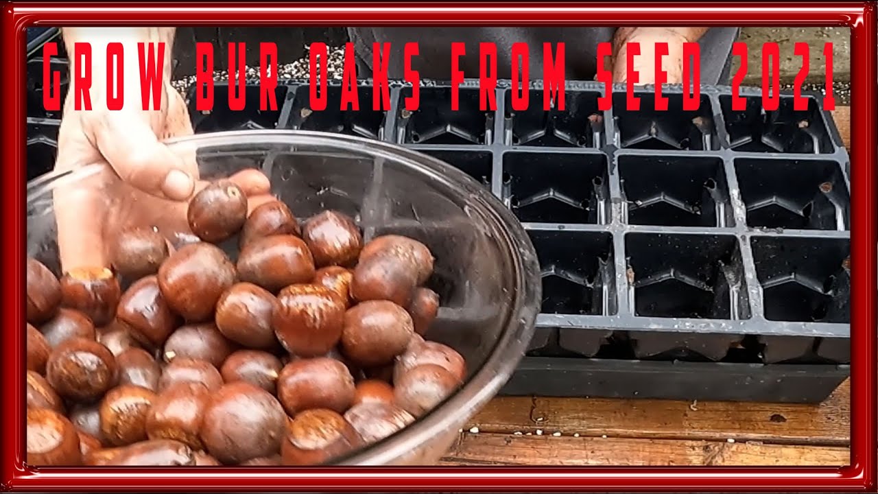Grow Bur Oaks From Seed 2021